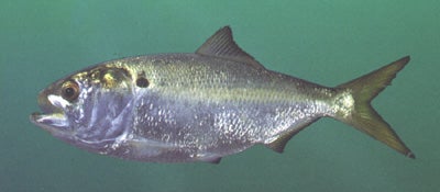 Gulf Menhaden | Outdoor Alabama