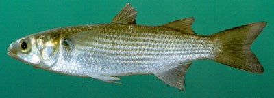 Mullet | Outdoor Alabama