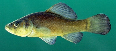 Pirate Perch | Outdoor Alabama