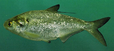 Gizzard Shad