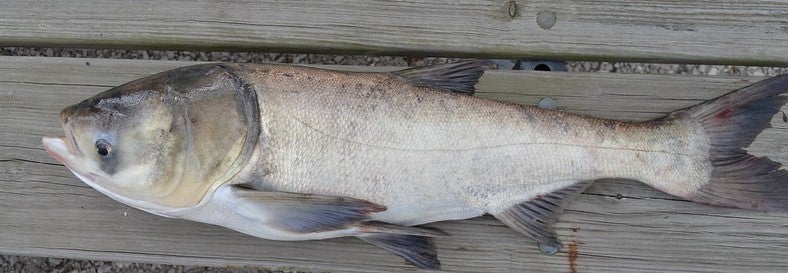 Carp | Outdoor Alabama