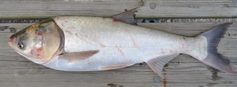 Carp | Outdoor Alabama