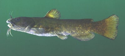 Snail Bullhead | Outdoor Alabama