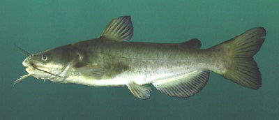 White Catfish | Outdoor Alabama