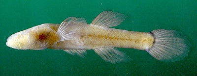 Southern Cavefish | Outdoor Alabama