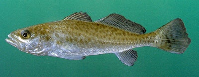 Spotted Seatrout | Outdoor Alabama