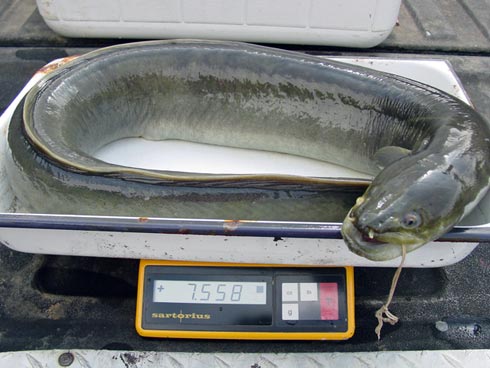 Freshwater Eel | Outdoor Alabama