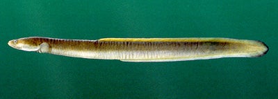 Freshwater Eel | Outdoor Alabama