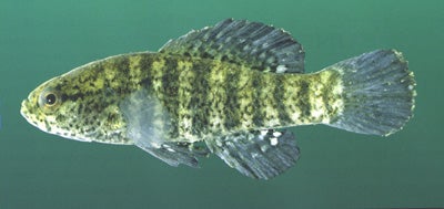 Pygmy Sunfish | Outdoor Alabama