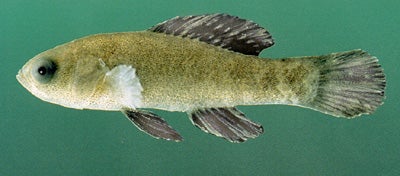 Everglades Pygmy Sunfish | Outdoor Alabama