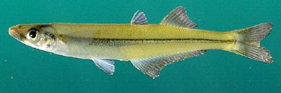 Brook Silverside | Outdoor Alabama