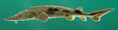 Lake Sturgeon | Outdoor Alabama