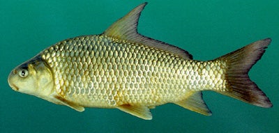 River Carpsucker | Outdoor Alabama