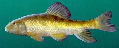 Creek Chubsucker | Outdoor Alabama