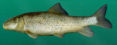 Redhorse | Outdoor Alabama