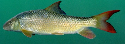 Redhorse | Outdoor Alabama