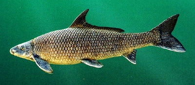 Blue Sucker | Outdoor Alabama