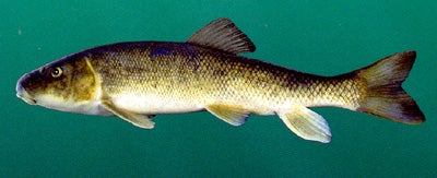 White Sucker | Outdoor Alabama