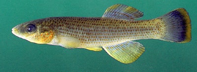 Northern Studfish | Outdoor Alabama