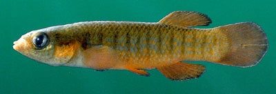 Banded Topminnow | Outdoor Alabama