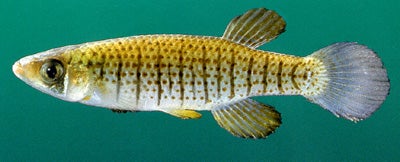 Bayou Topminnow | Outdoor Alabama