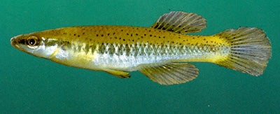 Blackspotted Topminnow | Outdoor Alabama