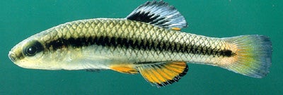 Bluefin Killifish | Outdoor Alabama