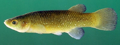 Golden Topminnow | Outdoor Alabama