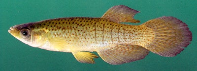 Northern Starhead Topminnow | Outdoor Alabama