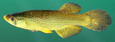 Southern Starhead Topminnow | Outdoor Alabama