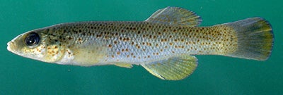 Southern Studfish | Outdoor Alabama