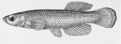 Whiteline Topminnow | Outdoor Alabama