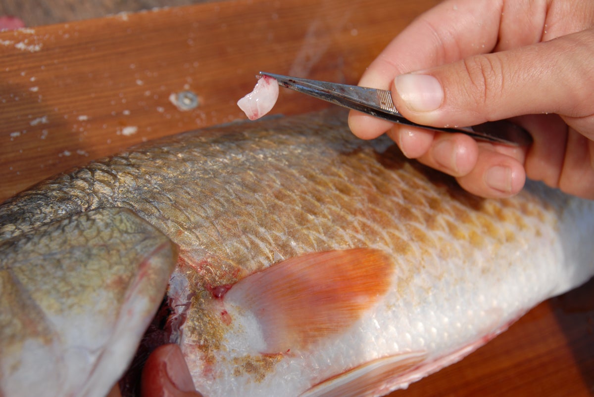 Sample Processing | Outdoor Alabama