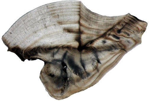 Sample Processing | Outdoor Alabama