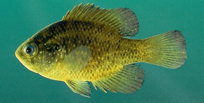Banded Sunfish | Outdoor Alabama
