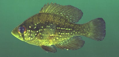 Spotted Sunfish