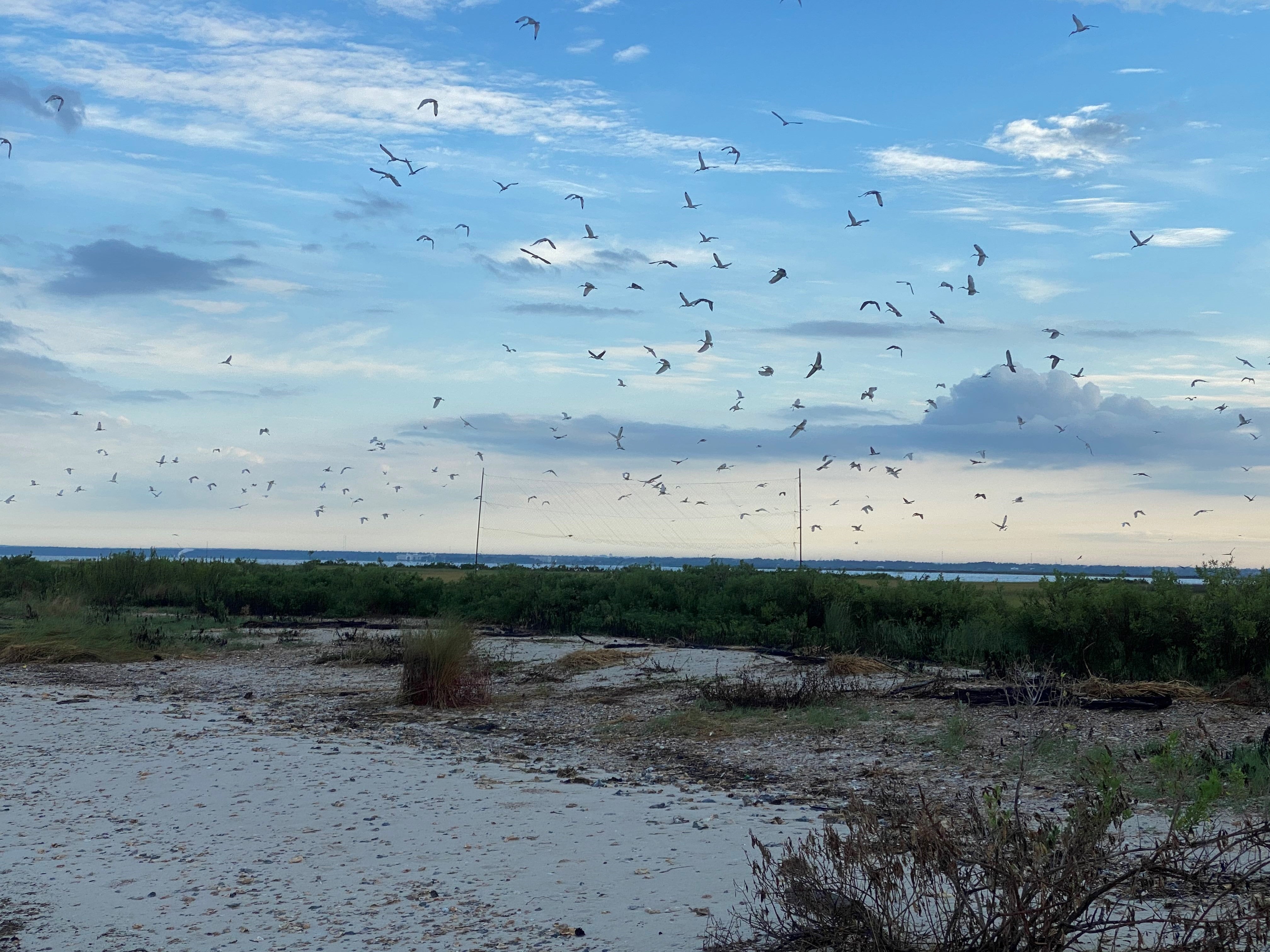 In Alabama, Conservation Is For The Birds | Outdoor Alabama