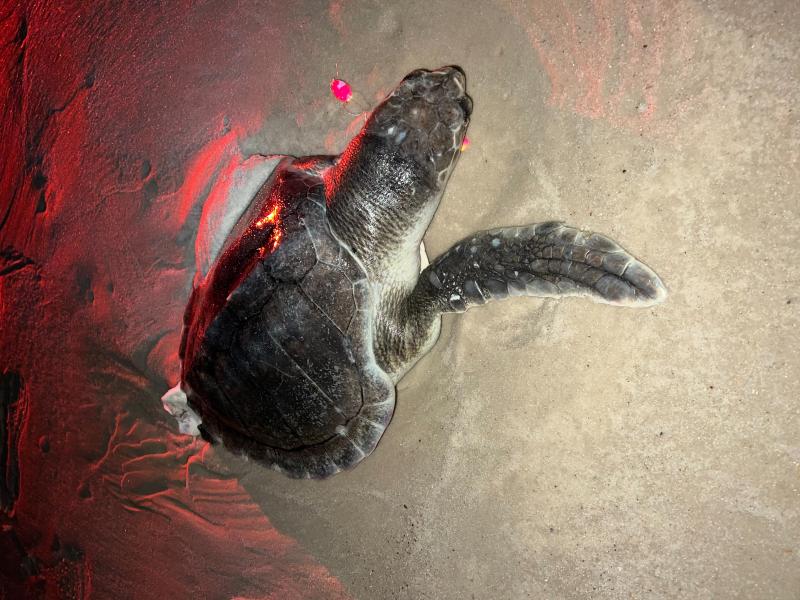 What to know about sea turtles | Outdoor Alabama