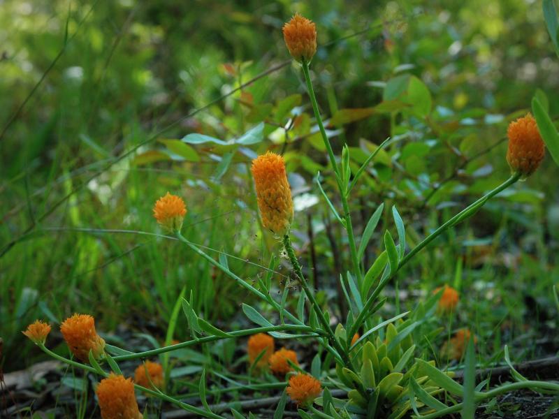 Weeks Bay Pitcher Plant Bog | Outdoor Alabama