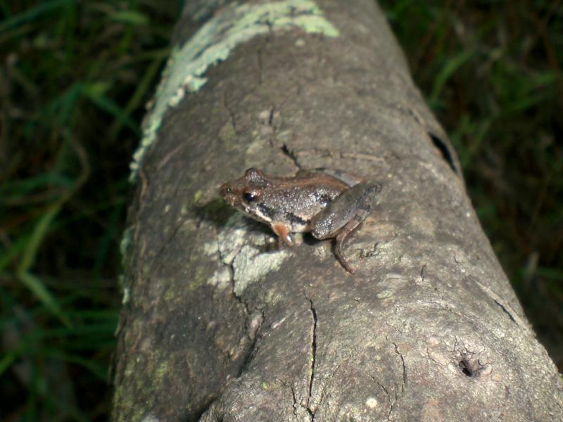 Cricket Frog | Outdoor Alabama