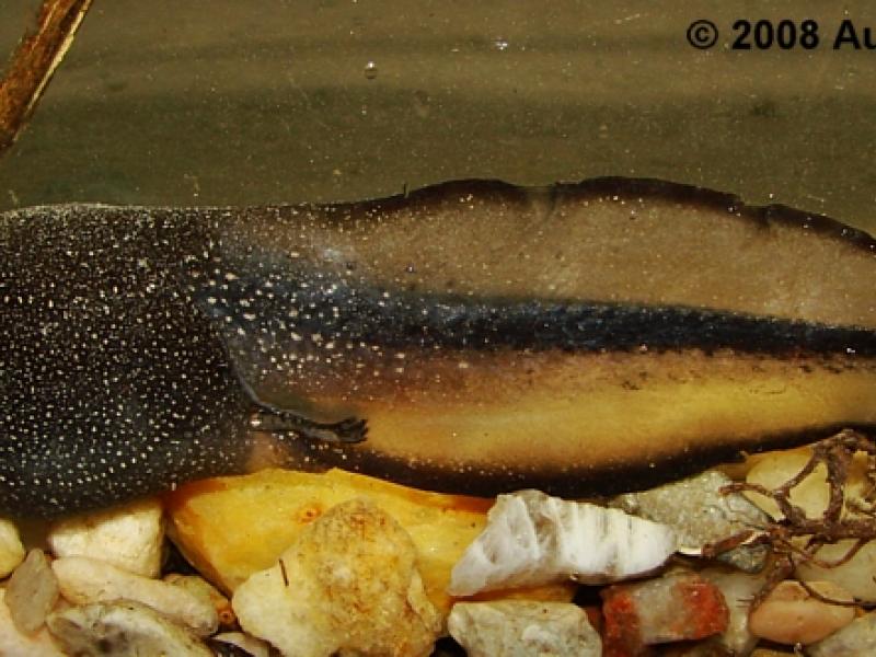 River Frog | Outdoor Alabama