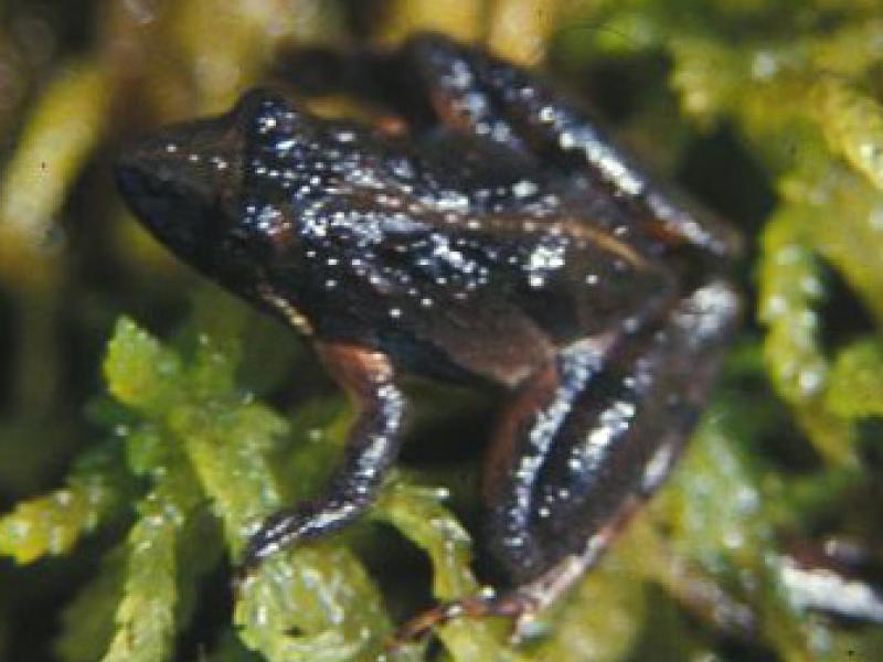 Cricket Frog | Outdoor Alabama