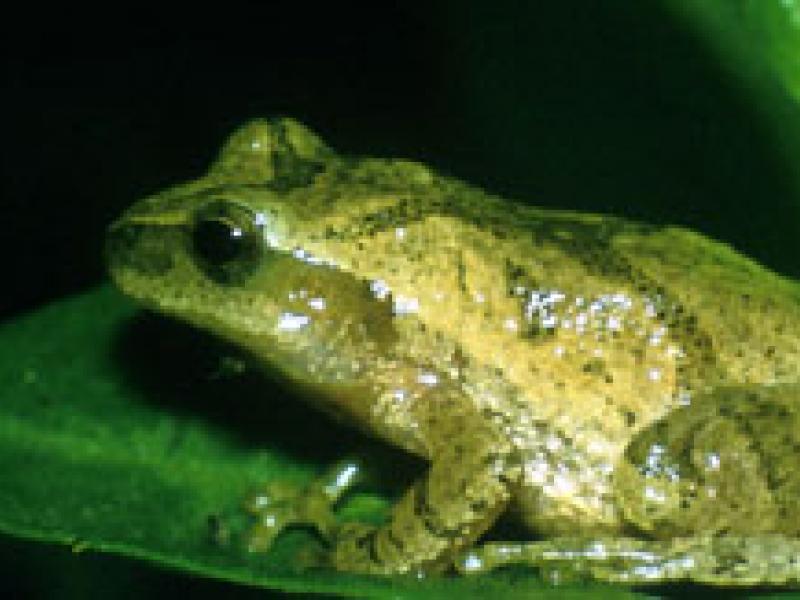 Northern Spring Peeper | Outdoor Alabama