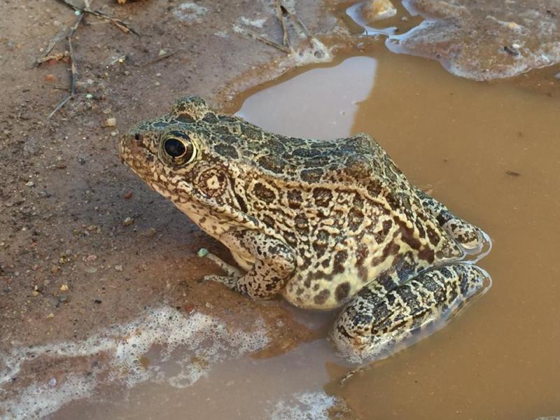 Crawfish Frog | Outdoor Alabama