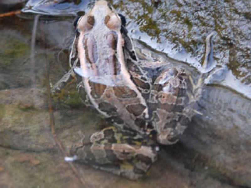 Pickerel Frog | Outdoor Alabama