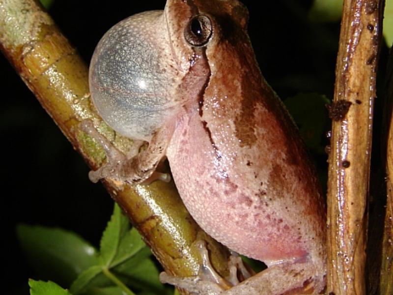 Pine Woods Treefrog | Outdoor Alabama