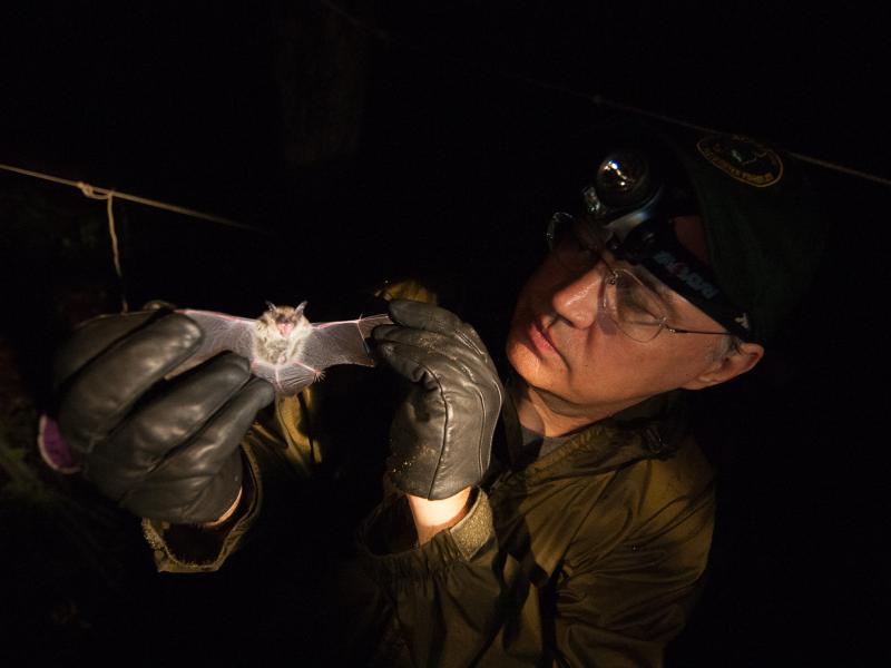 Alabama Bat Monitoring and Conservation | Outdoor Alabama