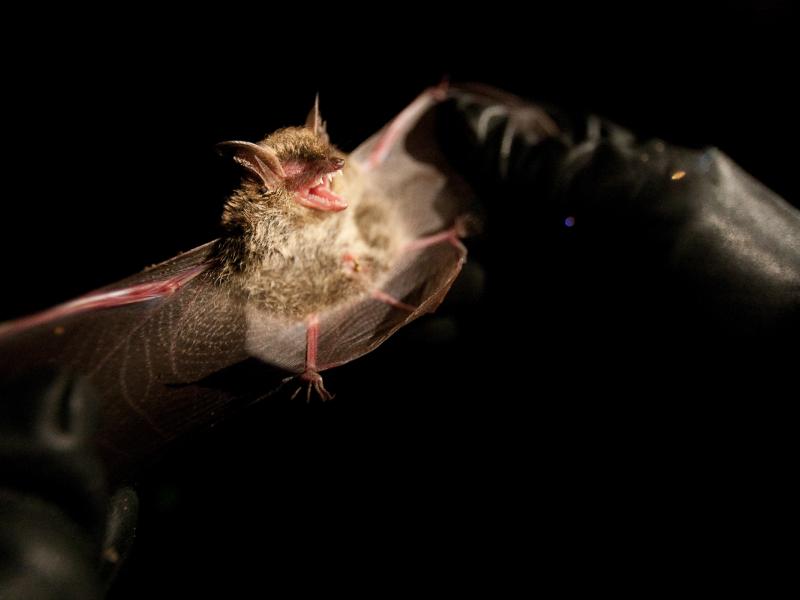 Alabama Bat Monitoring and Conservation | Outdoor Alabama