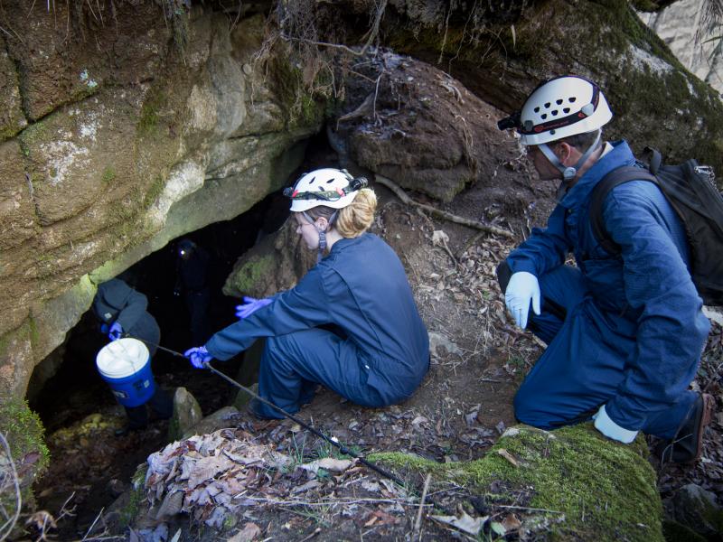 Alabama Bat Monitoring and Conservation | Outdoor Alabama