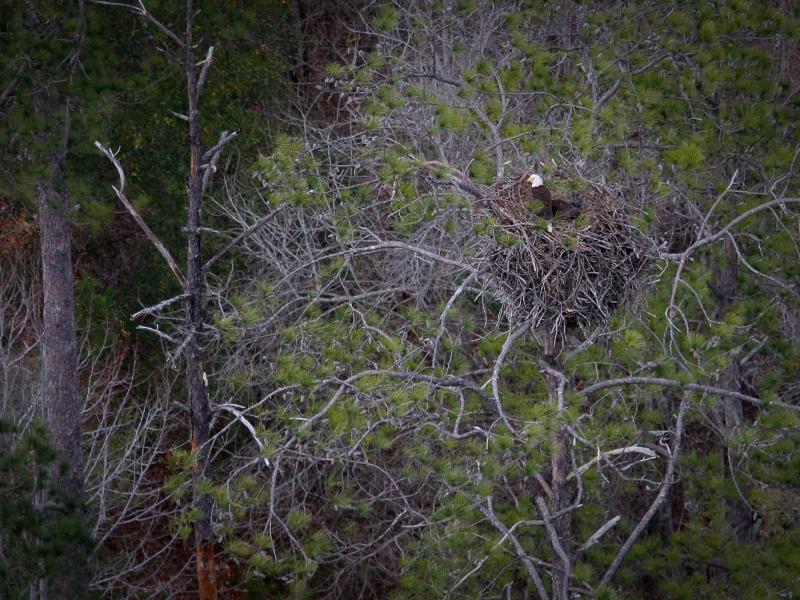 Bald and Golden Eagle Surveys | Outdoor Alabama